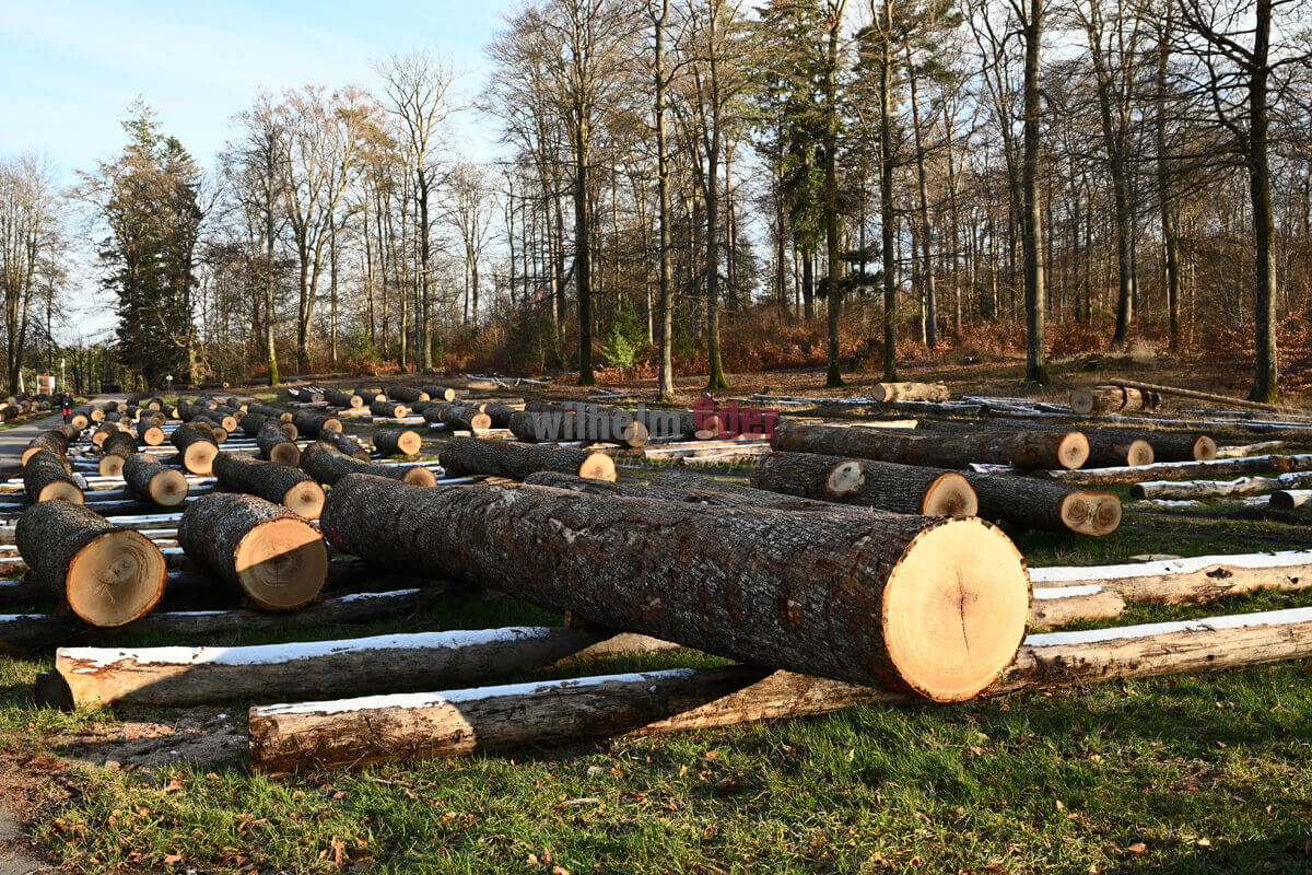 Climate protection measures for managed Forests - Wilhelm Eder - Eder ...